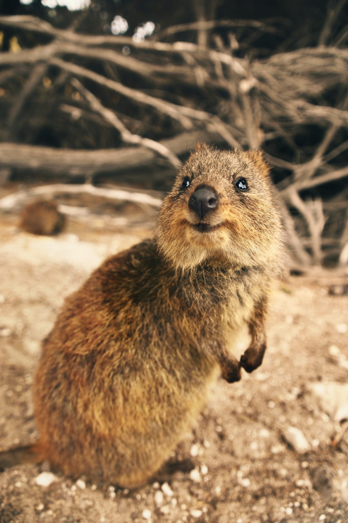 Quokka - Como Conhecer e Preservar o Animal Mais Feliz do Mundo
