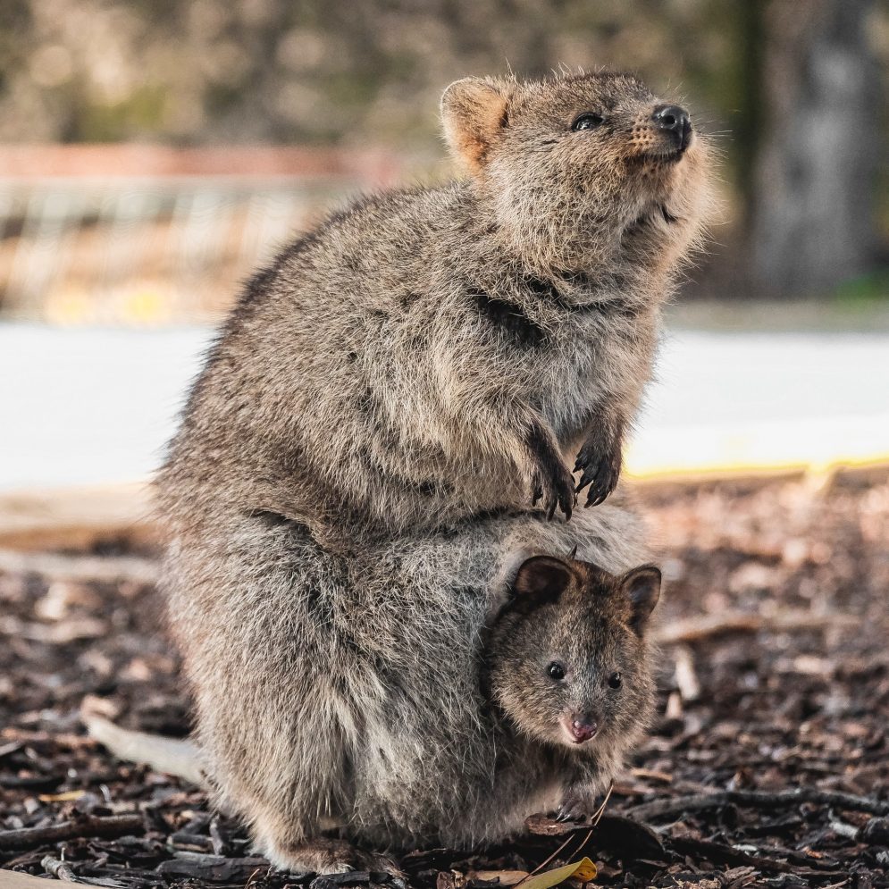 Quokka - Como Conhecer e Preservar o Animal Mais Feliz do Mundo