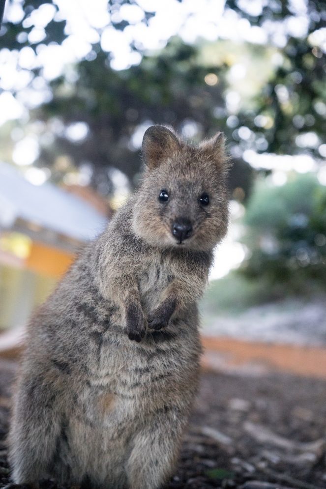 Quokka - Como Conhecer e Preservar o Animal Mais Feliz do Mundo